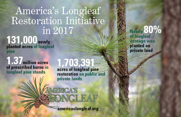 North Carolina Longleaf Pine Coalition